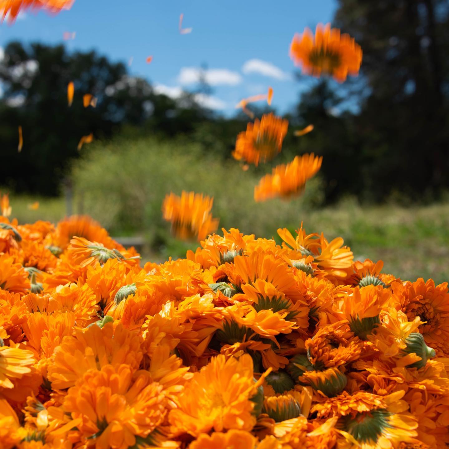 Sun+Earth Series: Oshala Farm - Cannabis News and Culture Magazine Magazine