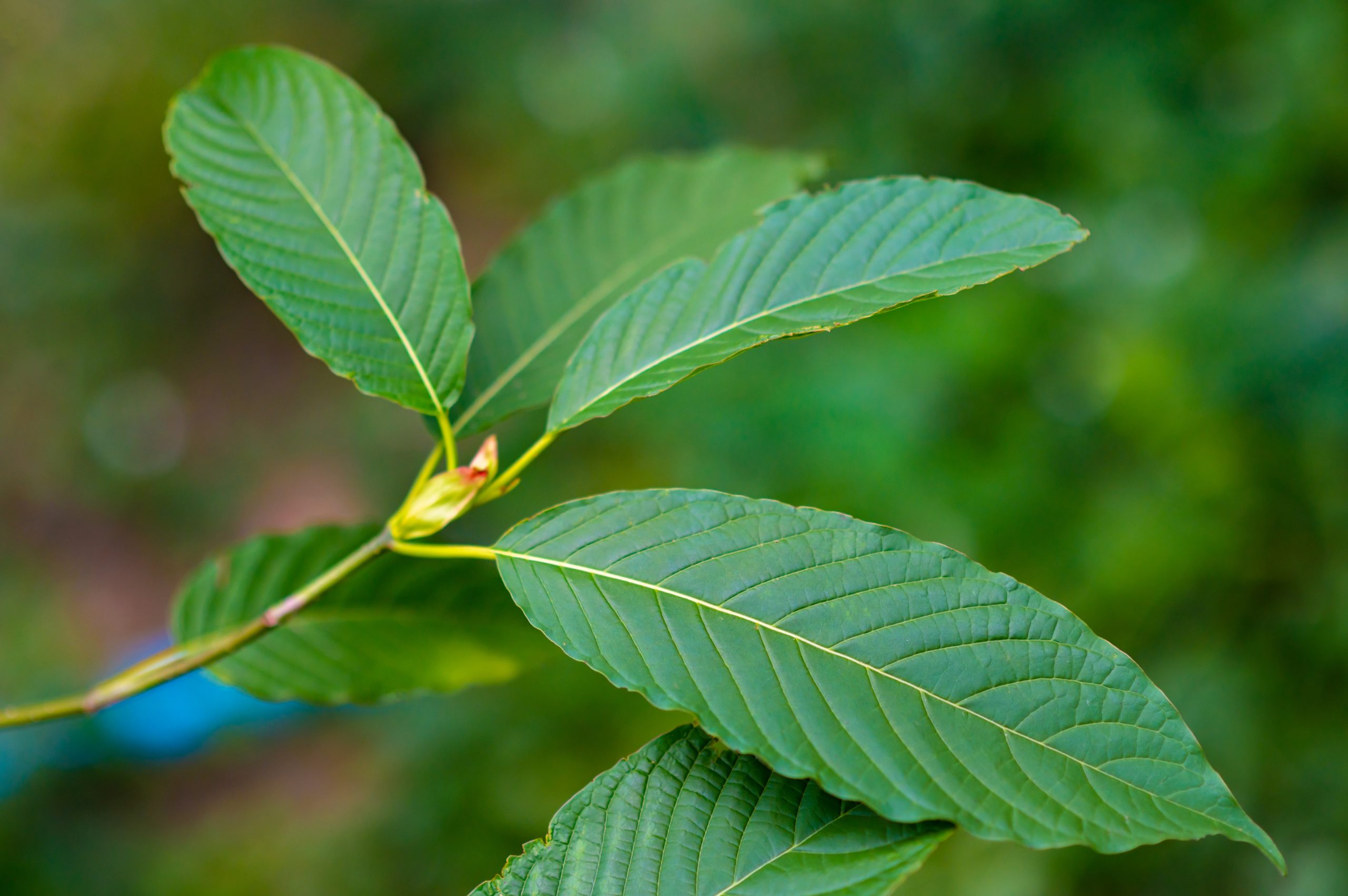 Kratom: Uses, Effects and Lawfulness - Cannabis News and Culture Magazine