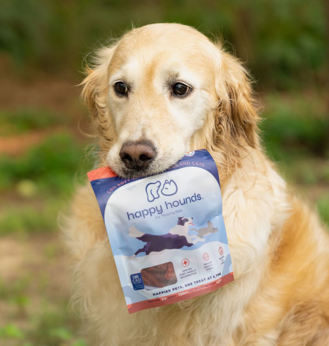 Passion for Pet Wellness: Q&A with Happy Hounds Founder Rianna Young ...