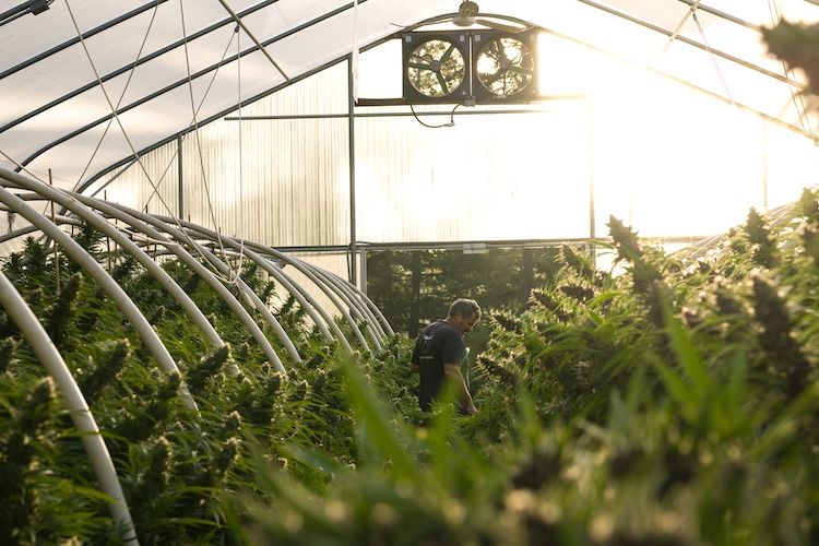 The Emerald Triangle: History and Heritage of America's Cannabis ...