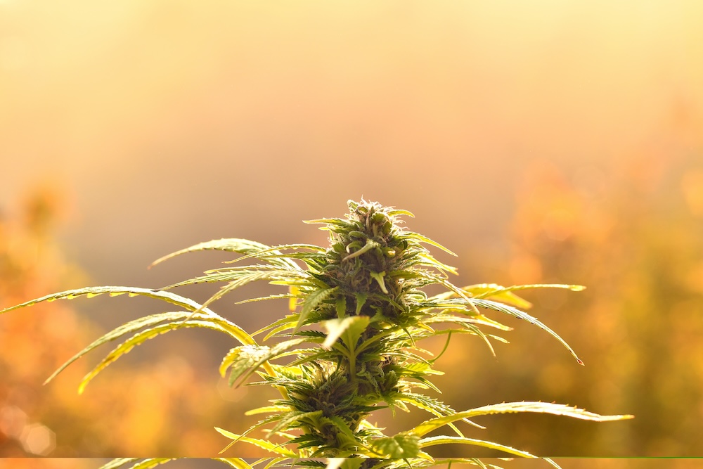 Cannabinoids for the Fall and Winter Season - Cannabis News and Culture ...