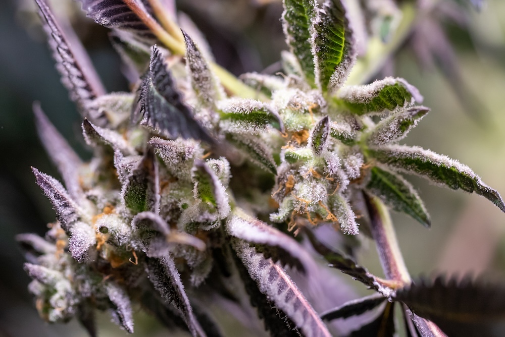 The Harvest Season of Cannabis Cultivars - Cannabis News and Culture ...